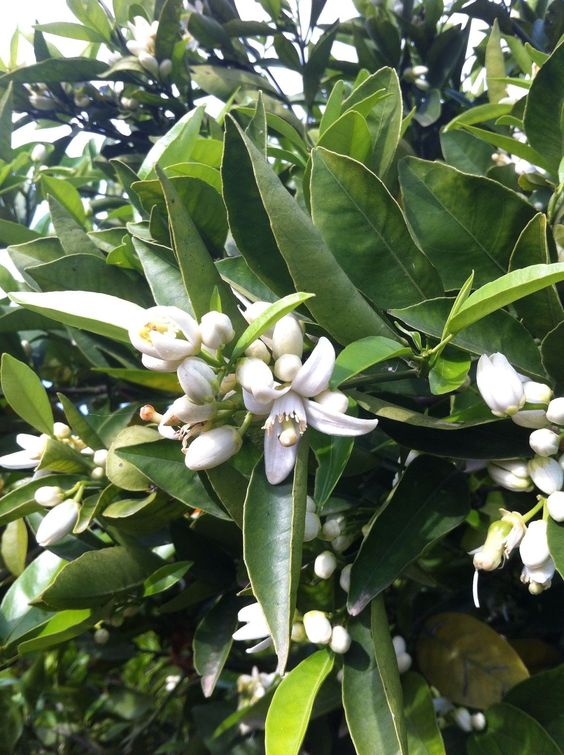 Flor De Naranjo... - El Rincón de Rovica