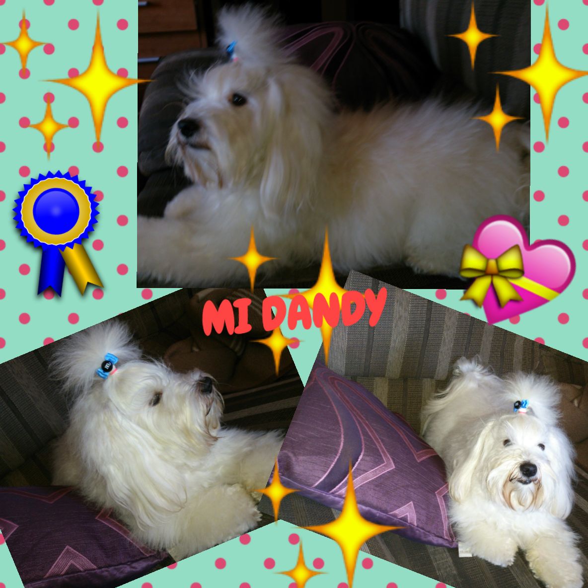 Os Presento a mi Perrito Dandy - El Rincón de Rovica