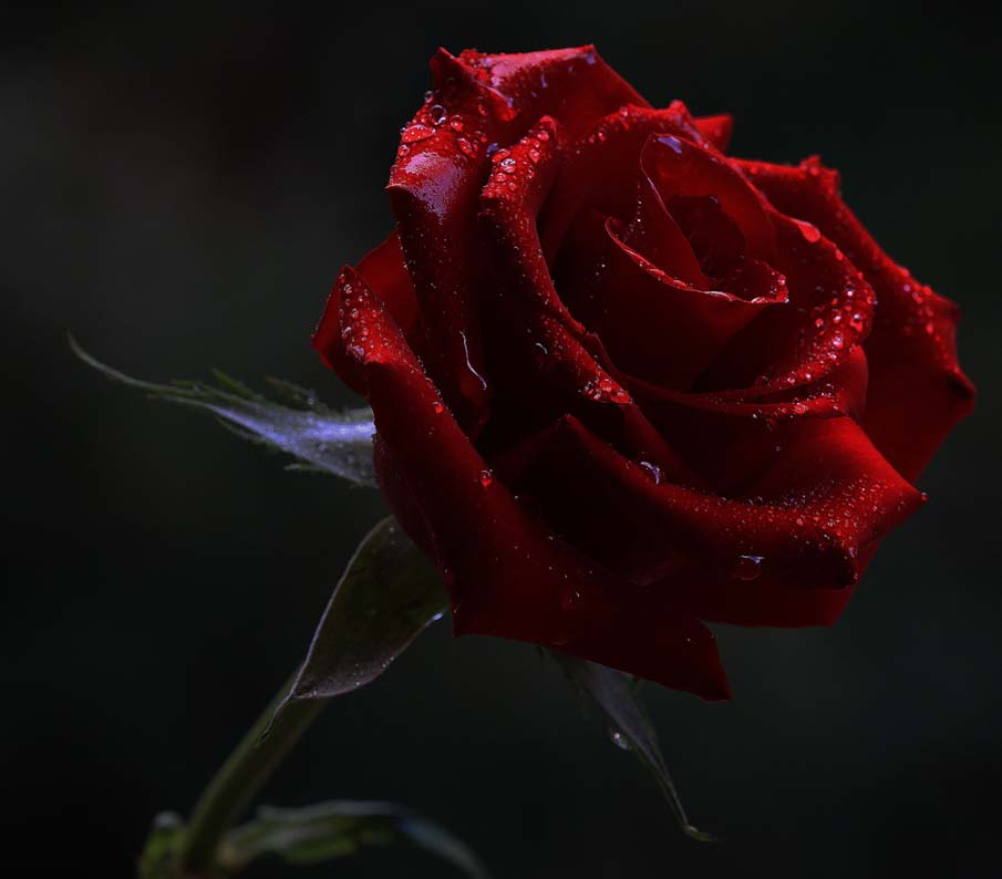 Can I Call You Rose - SOLOMON - - El Rincón de Rovica